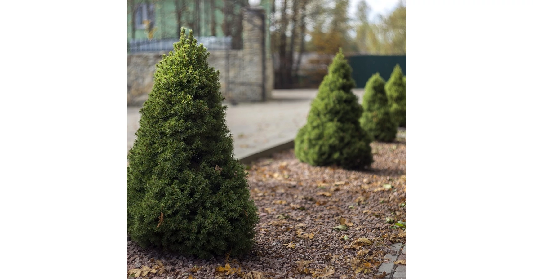 Cukorsüvegfenyő - Picea Glauca 'Conica' - Dobosi kertészet webshop