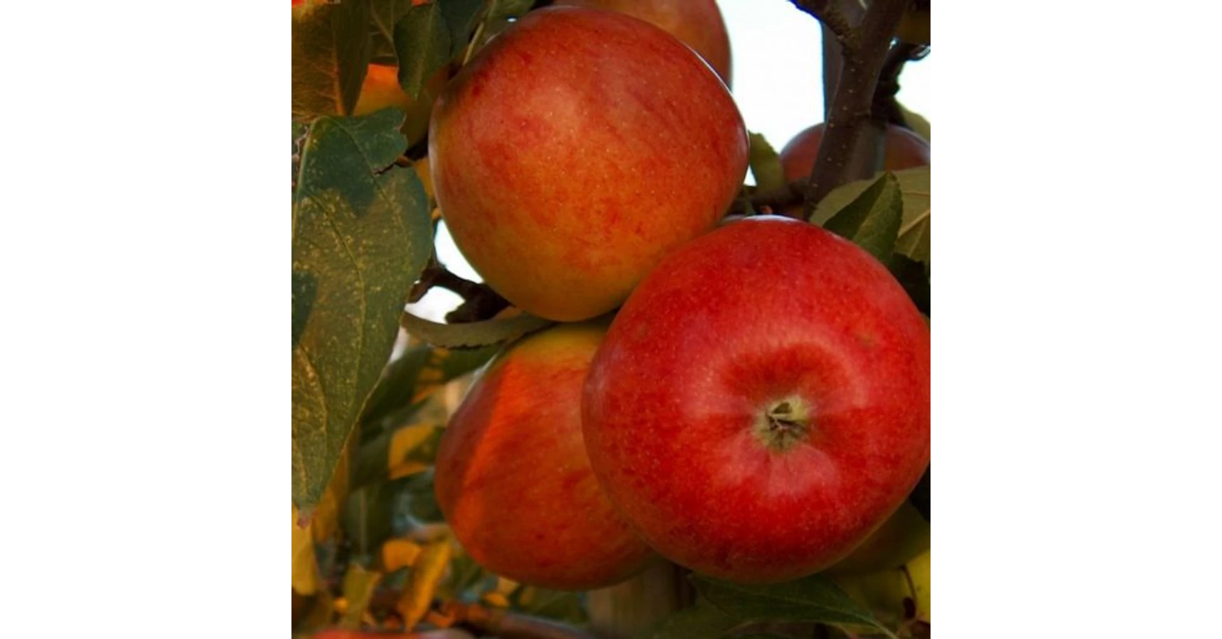 Braeburn alma - Dobosi kertészet webshop