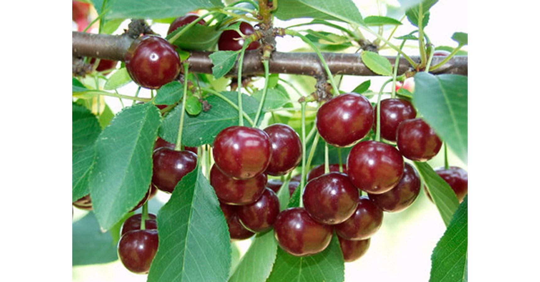 Csengődi meggy - Dobosi kertészet webshop