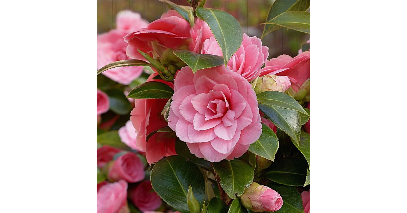 Kamélia - Camelia japonica 'Pearl Maxwell' - Dobosi kertészet webshop