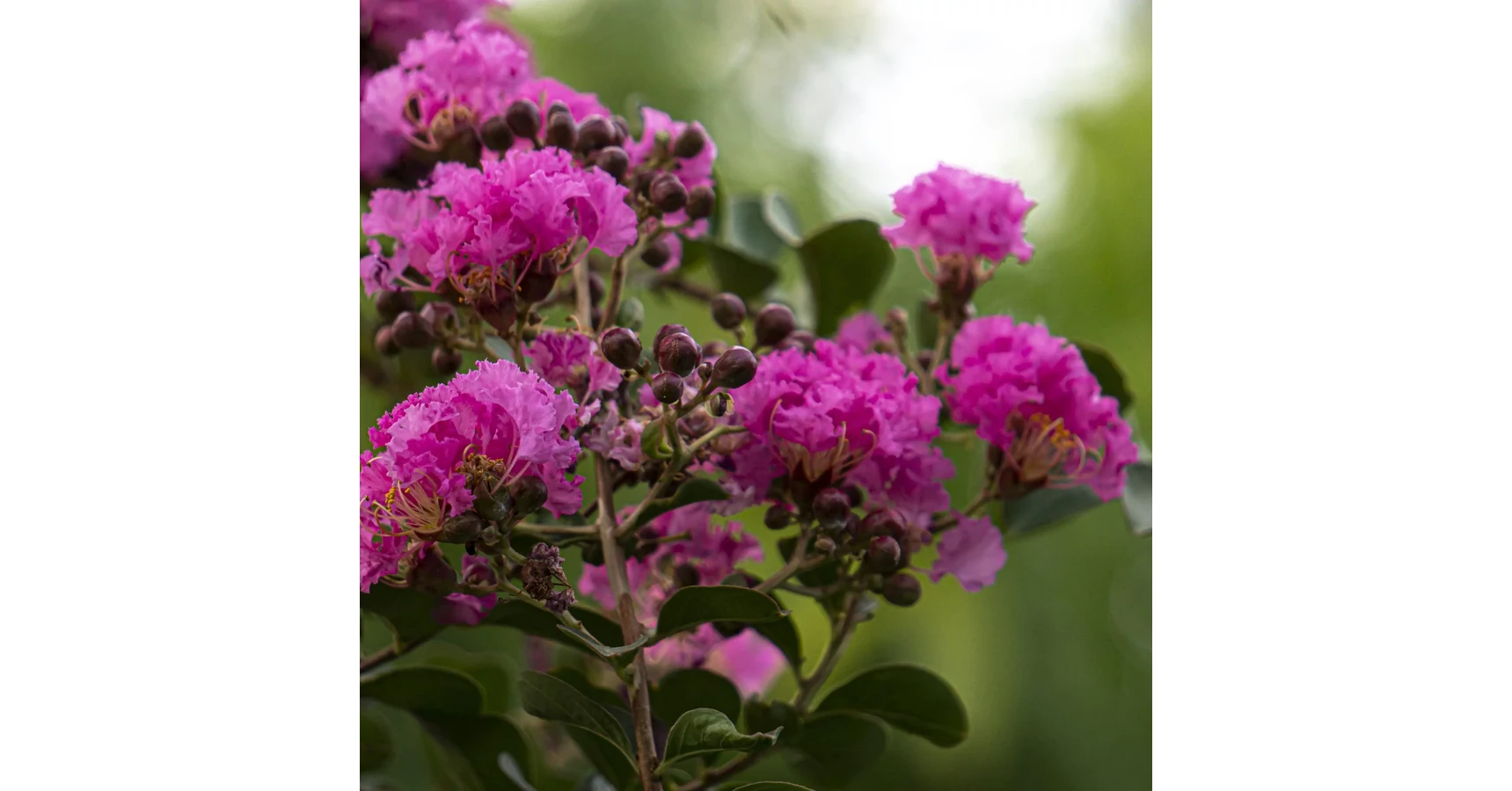Selyemmirtusz - Lagerstroemia Black Diamond 'Shell Pink' - Dobosi ...